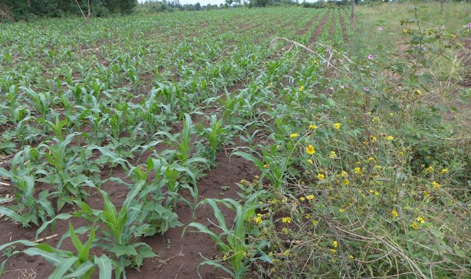 AgriPar - An agriculture Web market place